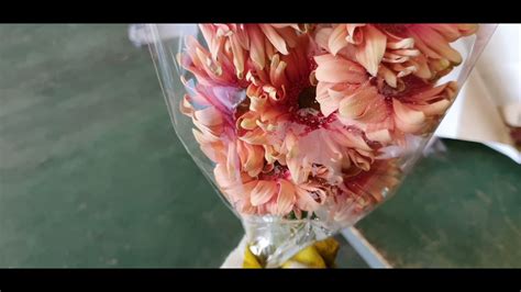 인터넷꽃도매시장 파스타거베라살구 생화 생화택배 생화도매 장미대량구매 꽃 꽃종류 꽃다발 꽃도매 꽃시장 부산꽃시장 김해꽃시장 꽃쇼핑몰 김해꽃 부산꽃 꽃싸게사는법