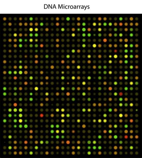 9 Dna Microarray Gene Expression Royalty Free Images Stock Photos Pictures Shutterstock