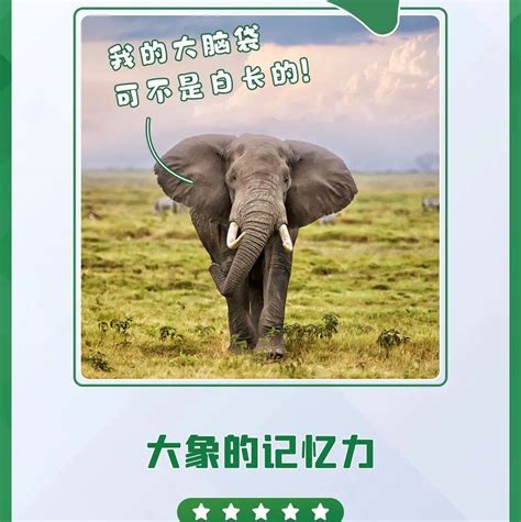 没想到你是这样的大象 专业 世界 五月花