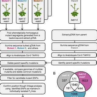 Bioinformatics Pipeline For Sequence Analysis Pipeline Indicating The Download Scientific