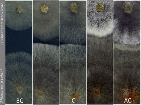 Development Of Mycoparasitic Reaction Of Trichoderma Atroviride Against Download Scientific
