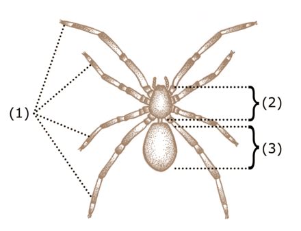 Arachnid Wikipedia