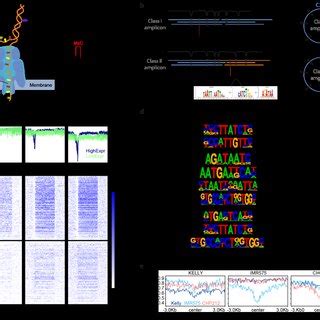 Nanopore Long Read Sequencing Allows For The Simultaneous Download Scientific Diagram