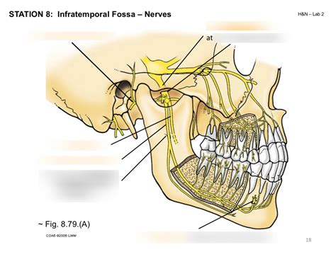 Infratemporal Fossa Nerves Diagram Quizlet