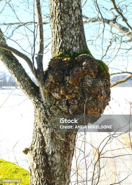 이른 봄에 벌거 벗은 나무 오래된 나무 줄기 나무 줄기 클로즈업 0명에 대한 스톡 사진 및 기타 이미지 0명 계절 그루터기 식물 부위 Istock