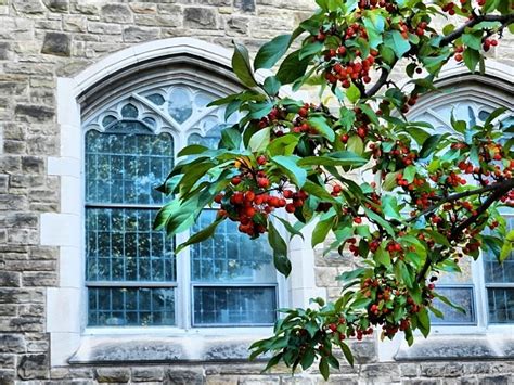 Ruby Fruit Photography Ruby Windows