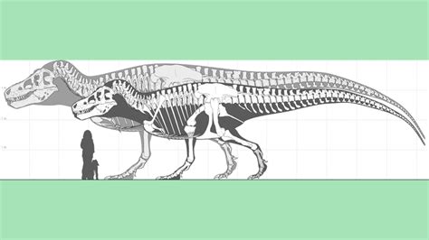 How Large Were The Biggest Dinosaurs New Research Just Supersized T