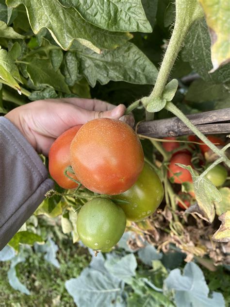 Tomato Object Detection Model By Pka