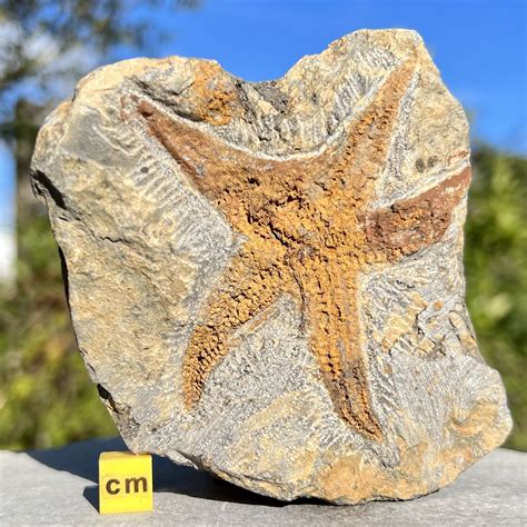 echinoderms uk fossils