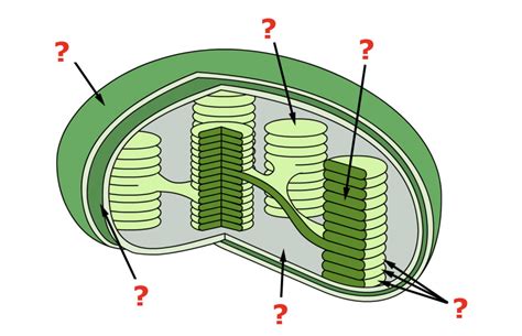 Bio 200 Ch 7 Photosynthesis Diagram Quizlet
