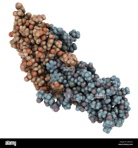 Ormone Follicolo Ovarico Immagini E Fotografie Stock Ad Alta