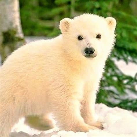 Dadamma Aaachitra Youtube