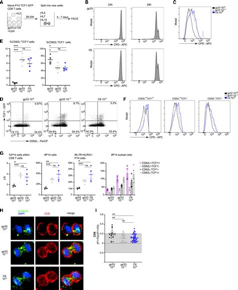 Asymmetric Cell Division Safeguards Memory Cd8 T Cell Development Cell Reports