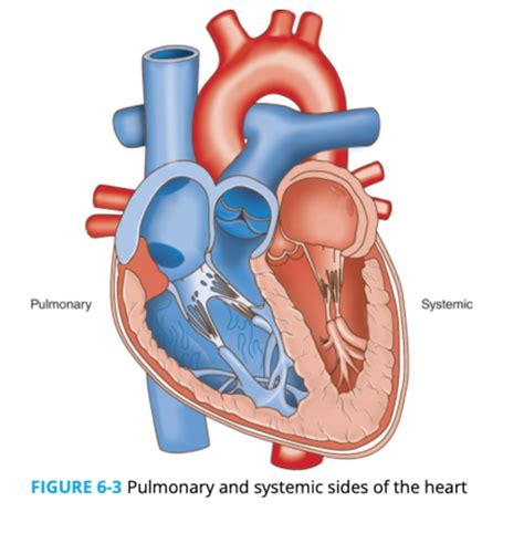 NASM Ch Flashcards Quizlet NASM Ch Flashcards Quizlet