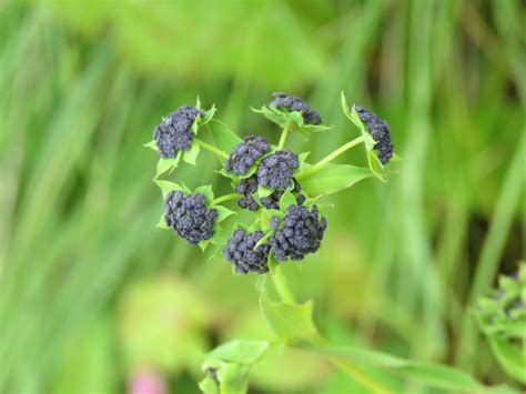 Long Stem Thorowax Bupleurum Longicaule Easyscape Plant Profile