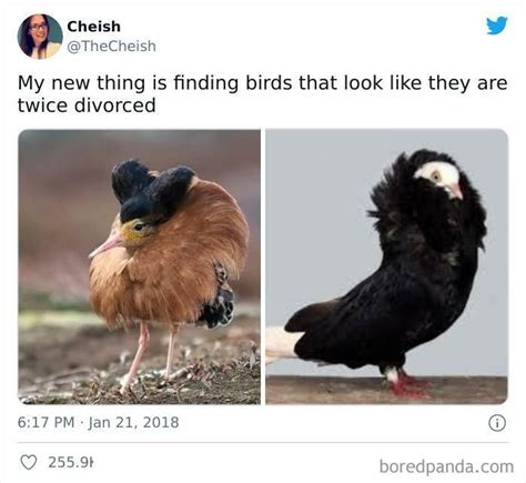 Funny Bird Meme My New Thing Is Finding Birds That Look Like They Are