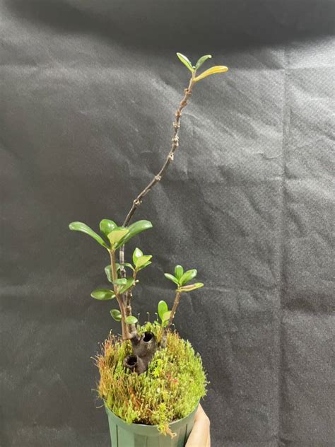 Yahooオークション Hydnophytum Caminiferum Central Papua Wild ヒ