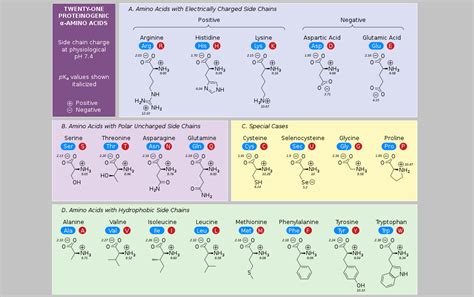 快速记住氨基酸的名称，缩写，结构，特点 生化必备~ 哔哩哔哩