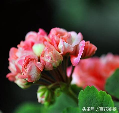 14款絕美天竺葵好養易繁殖比月季還要美全年都能開花不斷 每日頭條