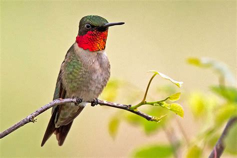 Outdoor Illinois Journal Ruby Throated Hummingbirds Migrate Over Land