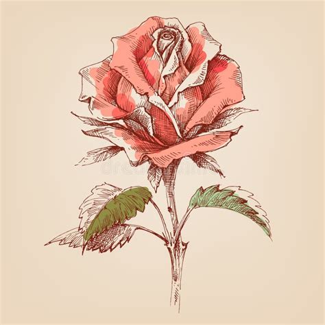 A Single Pink Rose Stock Vector Illustration Of Design 136606813