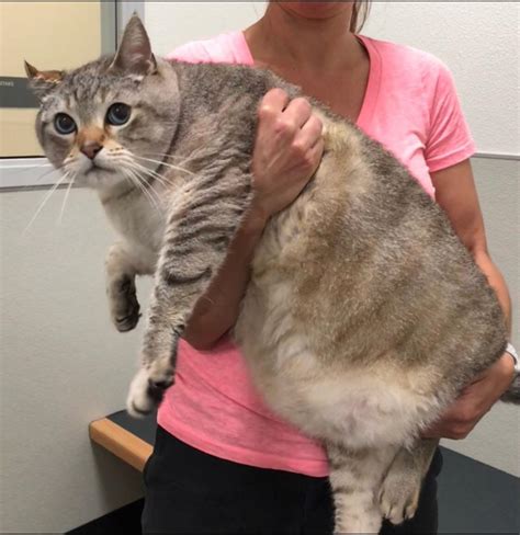 A Hefty One R GirlsWithHugePussies