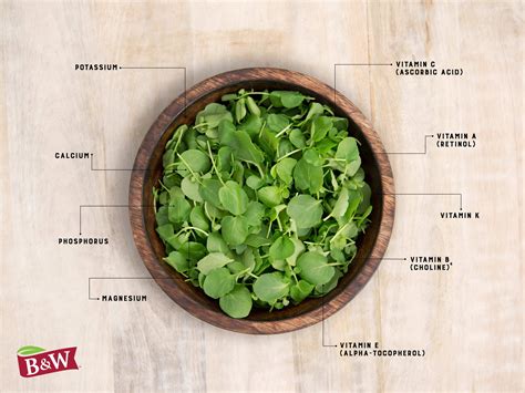 Watercress The Superfood For Everyone