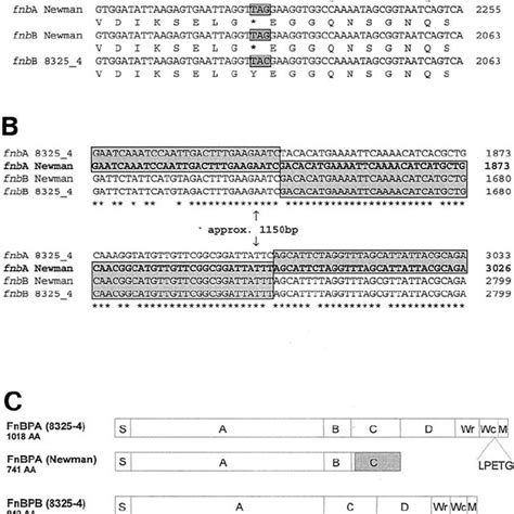 S Aureus Strain Newman Expresses A Regular Fusion Protein Of Fnbpa And Download Scientific