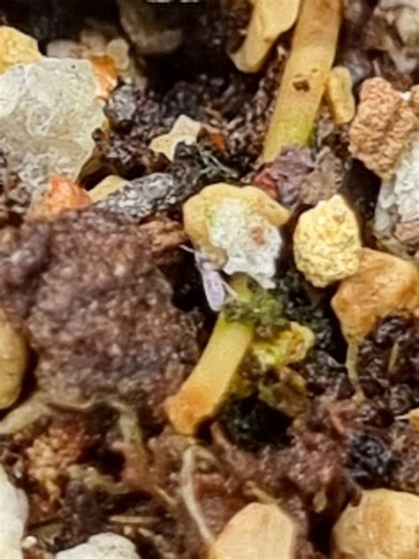 흙에서 볼땐 검은색처럼 보였는데 워낙 지식in