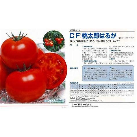【トマト】cf桃太郎はるか〔タキイ交配〕小袋 T Tmt Cf Momotaro Haruka家庭菜園 太田シード ヤフー店 通販