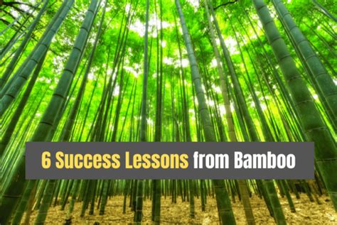 The 6 Success Lessons You Should Learn From A Bamboo Tree