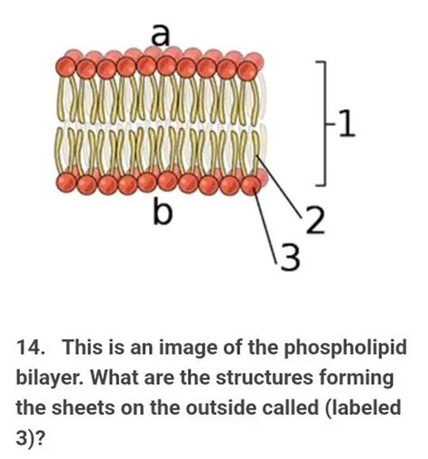 This Is An Image Of The Phospholipid Bilayer What Are The Structures Forming The Sheets On The