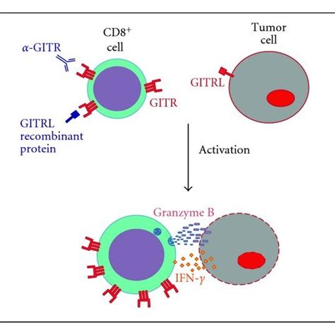 Gitr Function In Antiviral Immunity Treatment With Anti Gitr Antibody Download Scientific