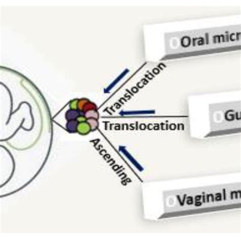 Seeding Of Placental Microbiome Microbes Ascend From The Vagina