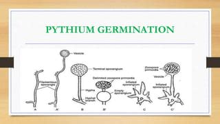 Pythium PPTX