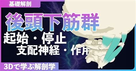 後頭下筋群の起始停止支配神経作用 痛みに入るブログ