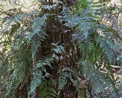 Rumohra Adiantiformis Yarra Ranges Local Plant Directory