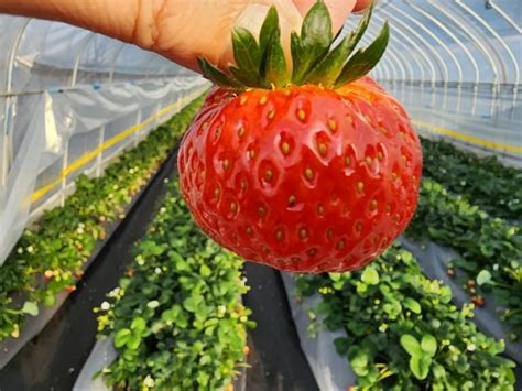 일본 버스투어 토치기현 여행 딸기 먹방 닛코 유니시가와 온천 가마쿠라 마츠리 湯西川温泉かまくら祭 네이버 블로그