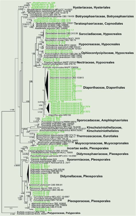 Phylogram Generated From Bayesian Inference Bi Analysis Based On A Download Scientific