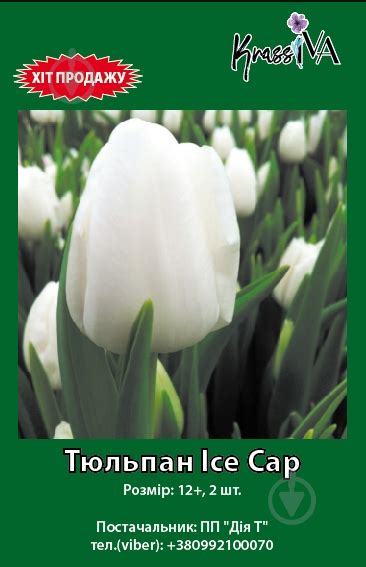 ᐉ Цибулини тюльпана Ice Cap 2 шт упак • Купить в Киеве Украине • Лучшая цена в Эпицентре