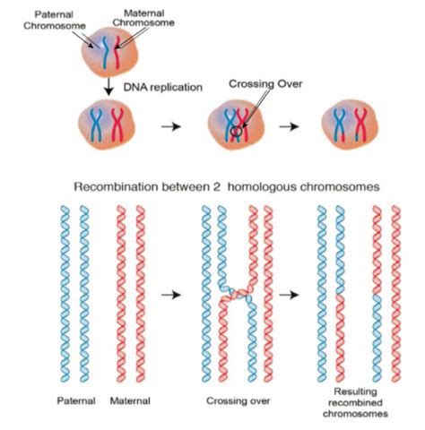 Genetic Recombination In Meiosis