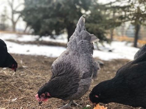 Bbs Opry Hill Moss Egger Opry Hill