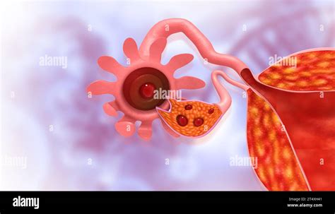 Uterus Anatomy Diagram Fileplacenta Term Anatomy 01 Embryology