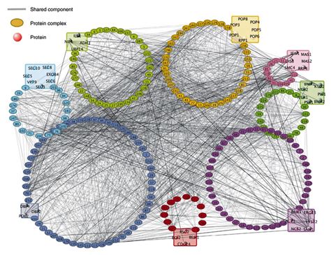 A Metagraph Of The Network Of Protein Complexes Discovered Through Download Scientific Diagram