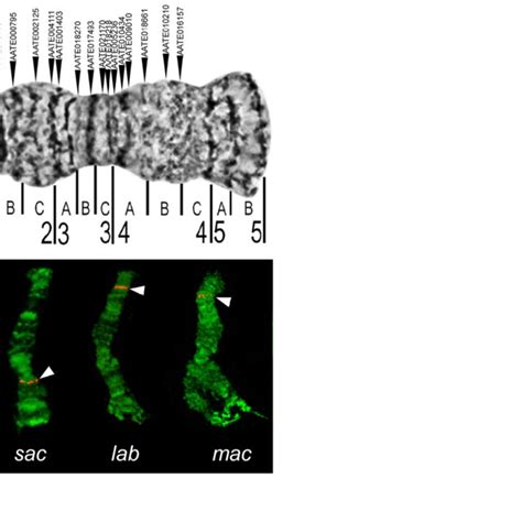 Physical Mapping Of Marker Genes On X Chromosomes Of Species From The