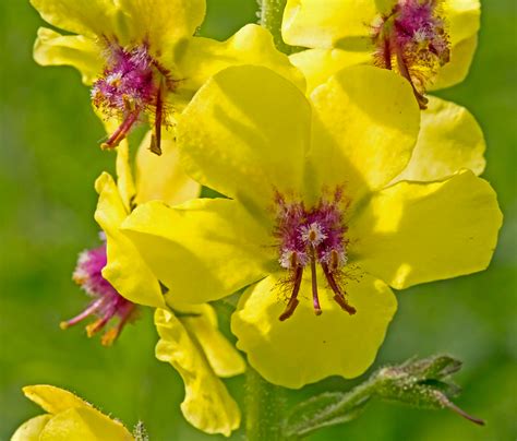 Health Benefits Of Moth Mullein Health Benefits