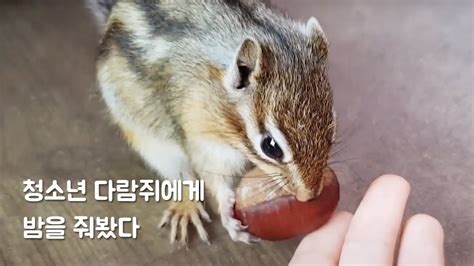 청소년 다람쥐에게 밤을 줘봤다 Youtube