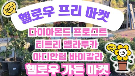 헬로우가든마켓🌳28일토11시~5시 헬로힐링플랜츠마켓 행사 🌺 다이아몬드프로스트한냉키할리퀸무늬코스터스필로덴드론하트플로리다옐로우고스트티트리멜라루카아디안텀 바이