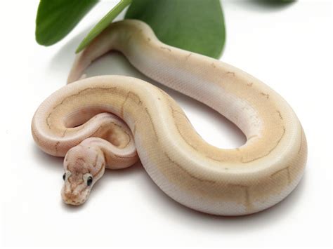 Bamboo Spinner Female Dynasty Reptiles