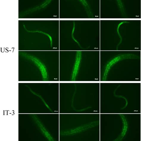 Visualization Of Lipid Droplets In C Elegansa Bodipy™ 493503